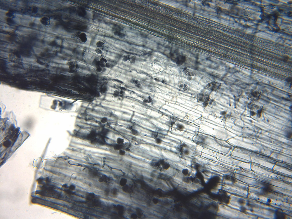 Vesicular-Arbuscular Mycorrhiza (VAM) as Biofertilizer for ...