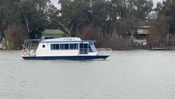 A video of a River Wren in action.