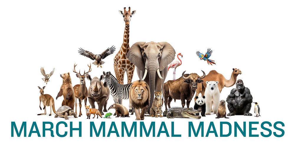 March Mammal Madness