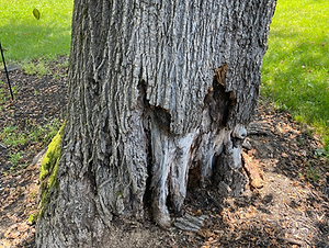 Shy Tree | Your Trusted Tree Service in Columbia, Maryland