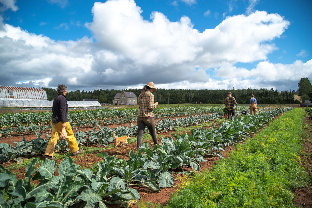 Learning The Fall Harvest Dance