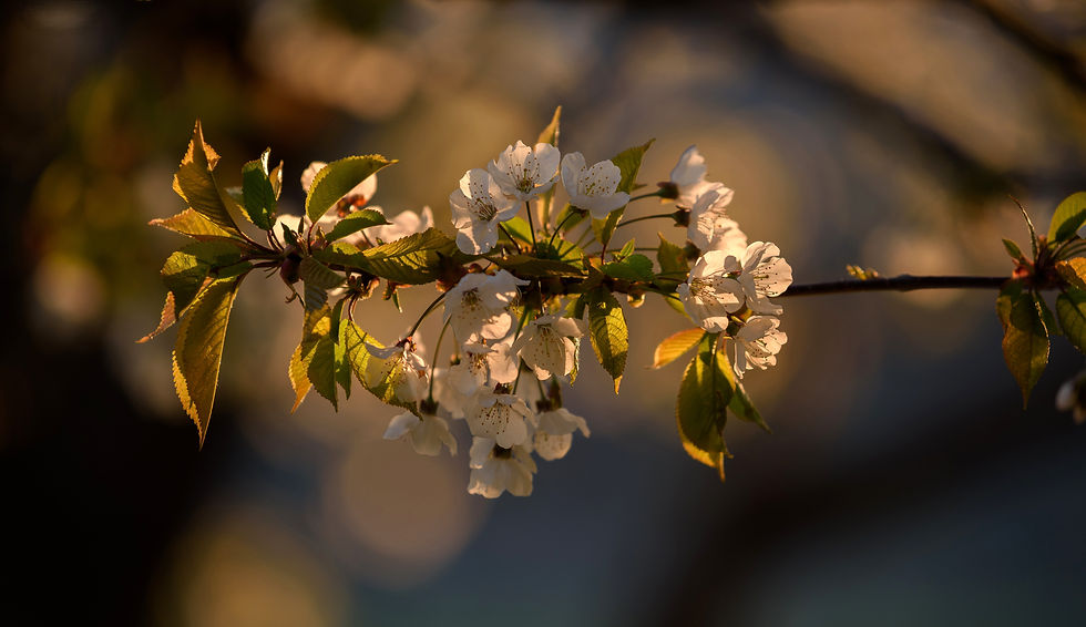 Dena Fox | Obituary | Ethical Death Care | Winnipeg