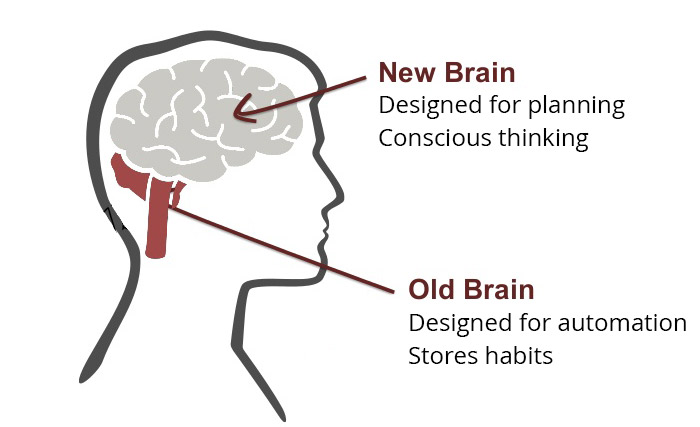The brain - old and new