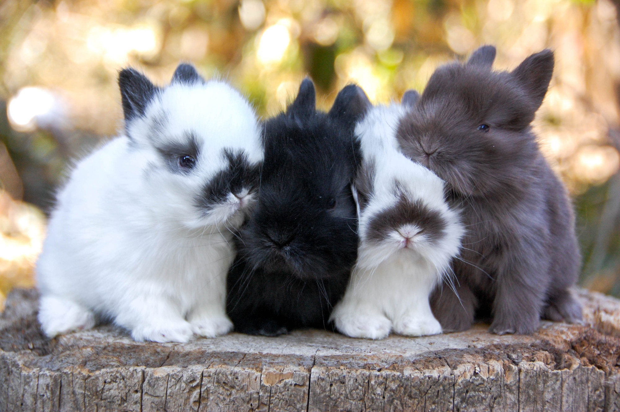 Wasatch Hills Rabbitry