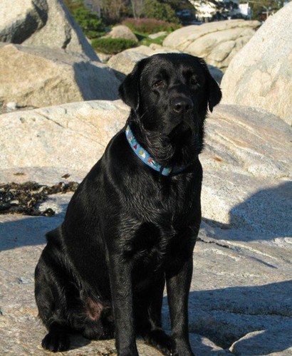 Preston Dog Collars and Leads part1 | Critter Beach
