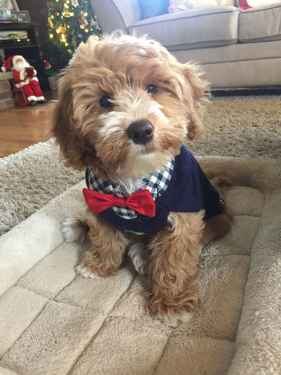 cavapoo puppies