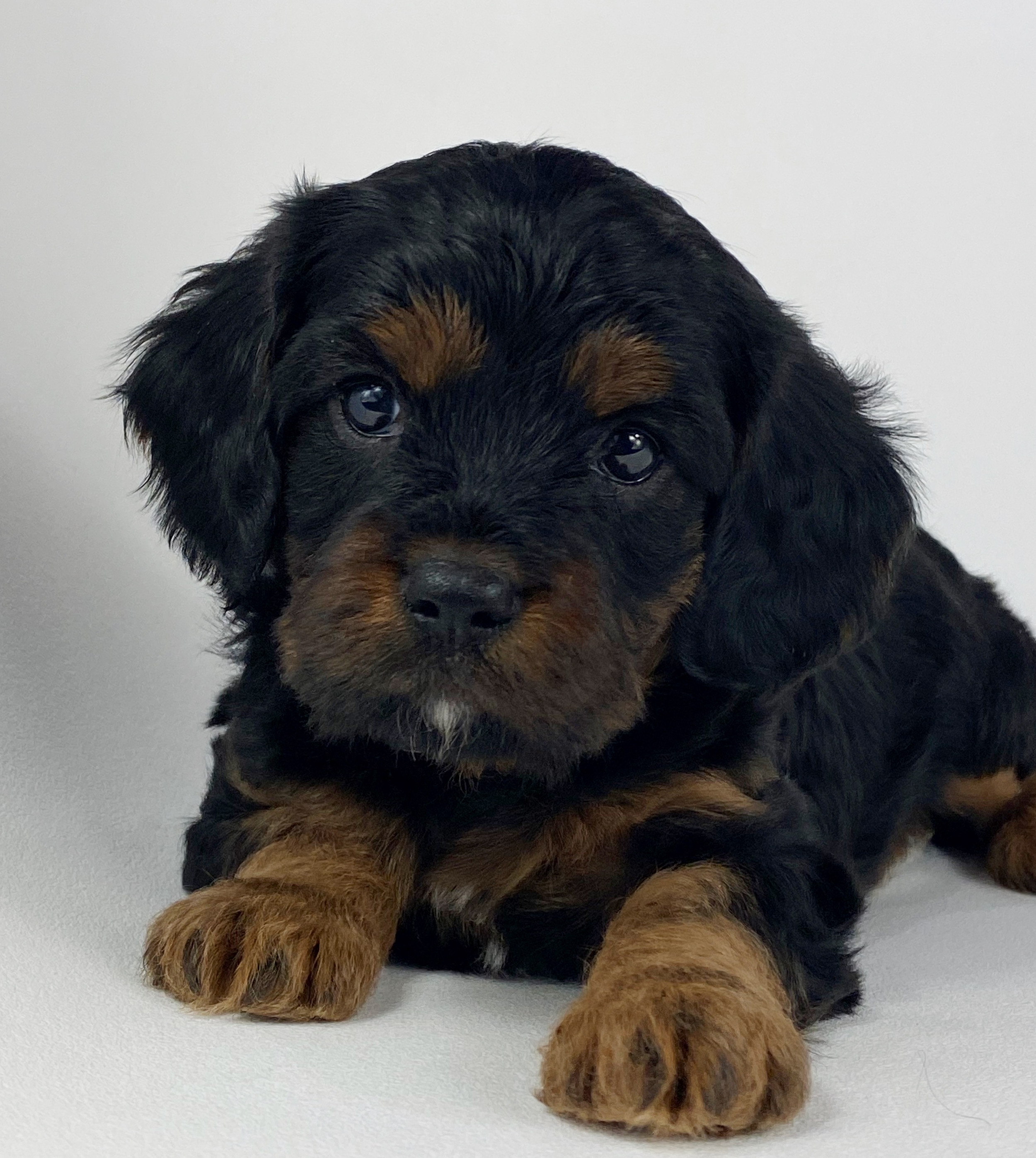 Upcoming Cavapoo Litters | Railway Acres Poodles and Doodles | Indiana