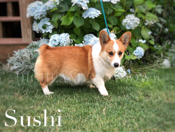 Available Corgi Puppies Portland Oregon | Highland Meadows
