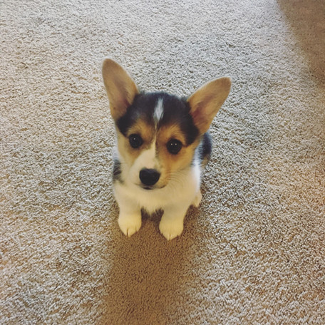 Corgis Portland Oregon | Highland Meadows