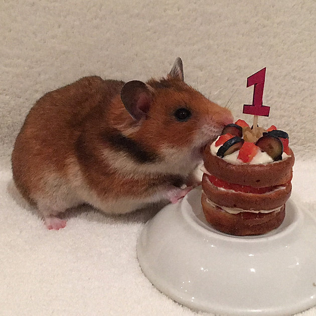 Making a hamster-safe birthday cake