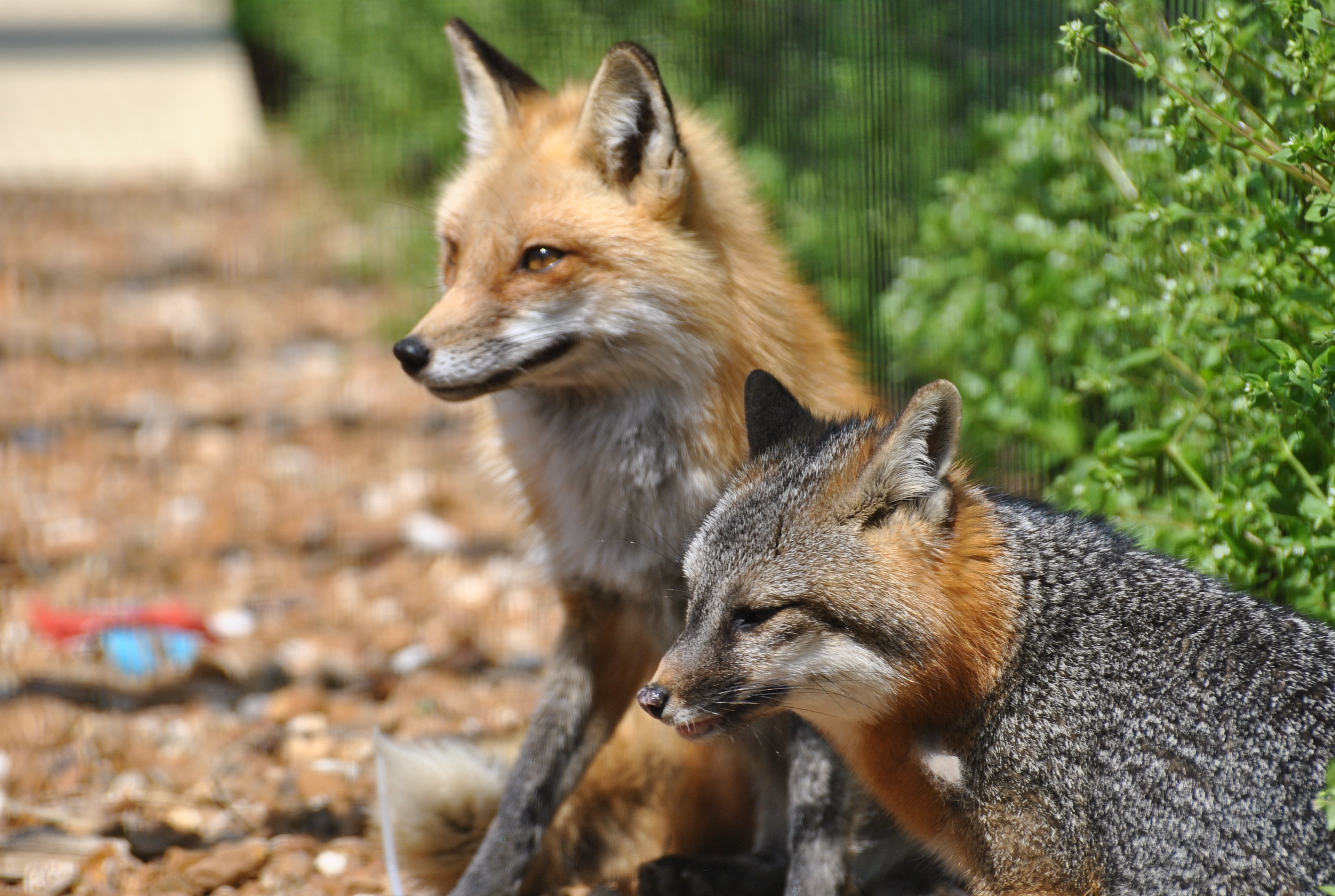 WILDLIFE CONFLICT-RESOLUTION | treehouse