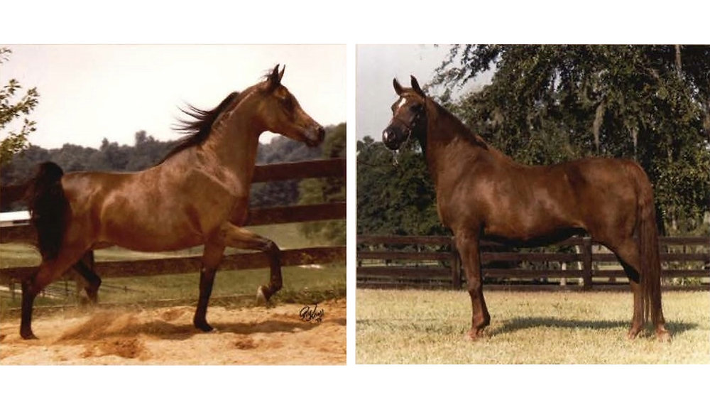 Legacy: In Tribute to the Egyptian Arabian Horse - Deenaa and Magidaa