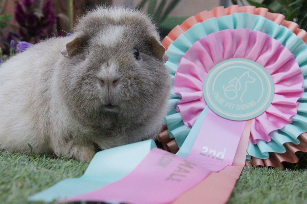Virtual Pet & Dog Shows | Online Pet Showing