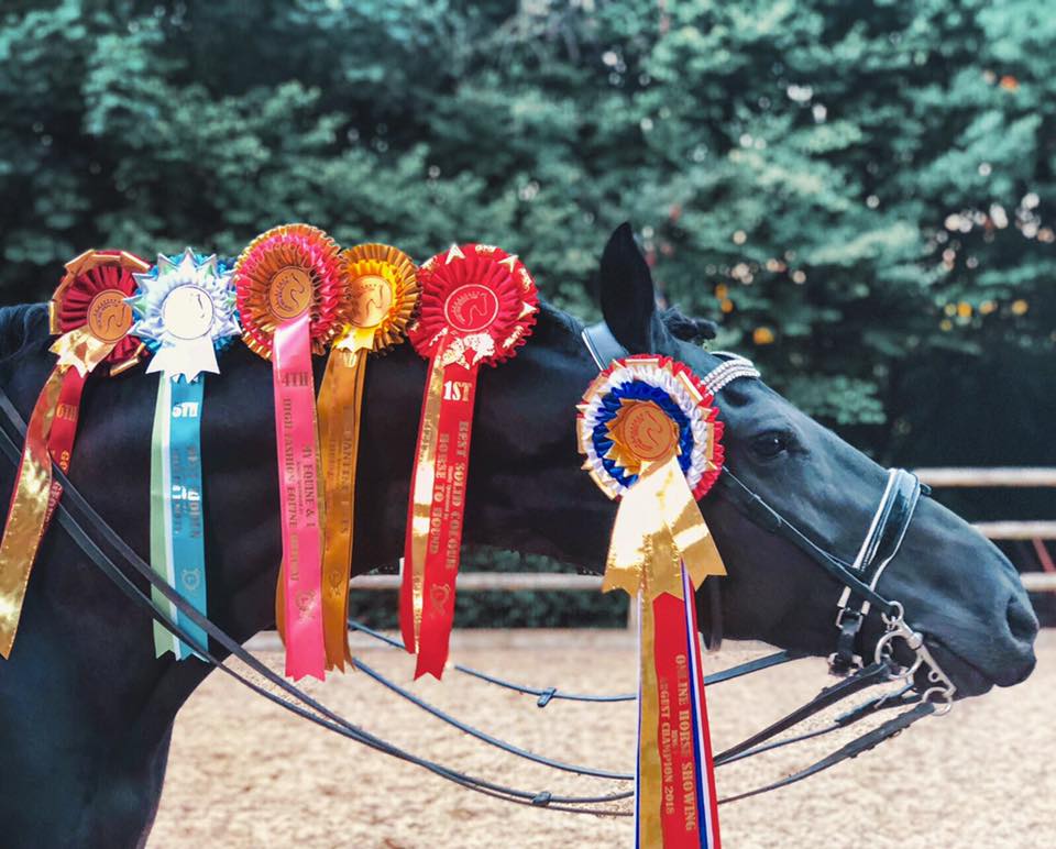 Online Horse Showing | Home | Online Horse Shows