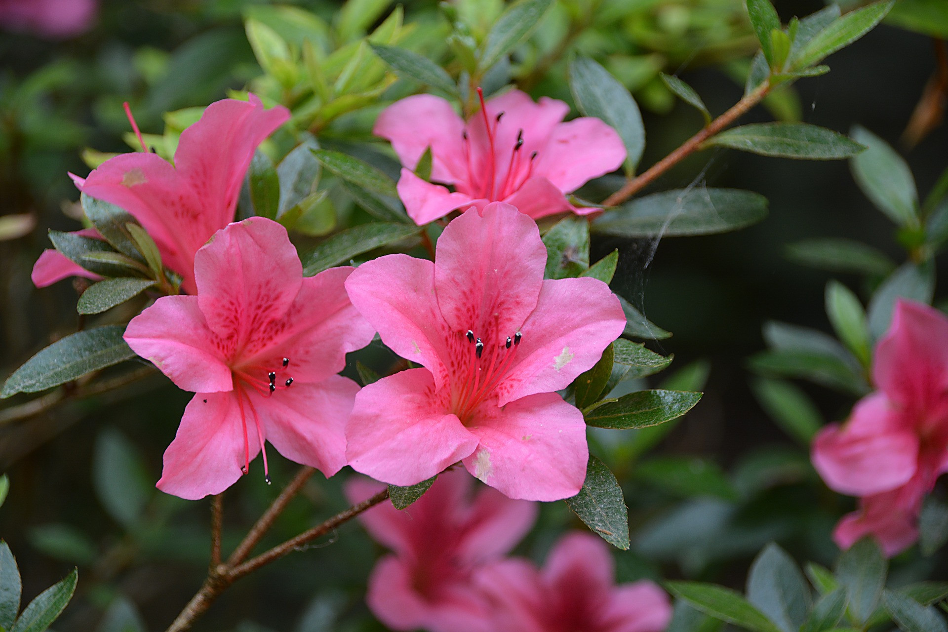 Shrubbery | Southern