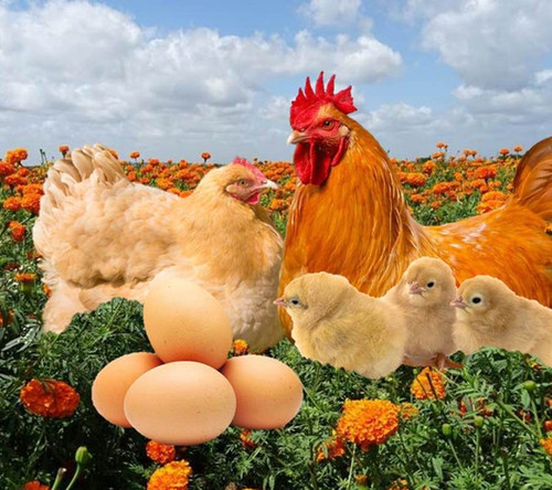 Buff Orpington | SerenitySprouts| Colorado Hatchery Chickens