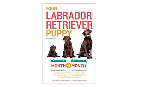 Your Labrador Retriever Puppy Month by Month | Serenity Sprouts ...