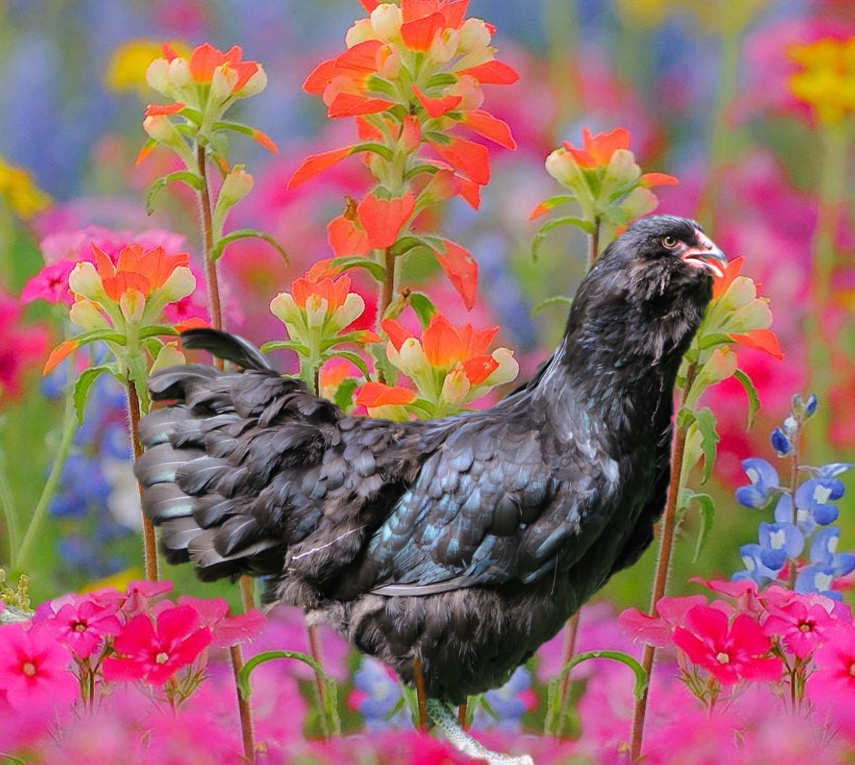 Where to buy Chickens | Serenity Sprouts I Best Backyard Chickens