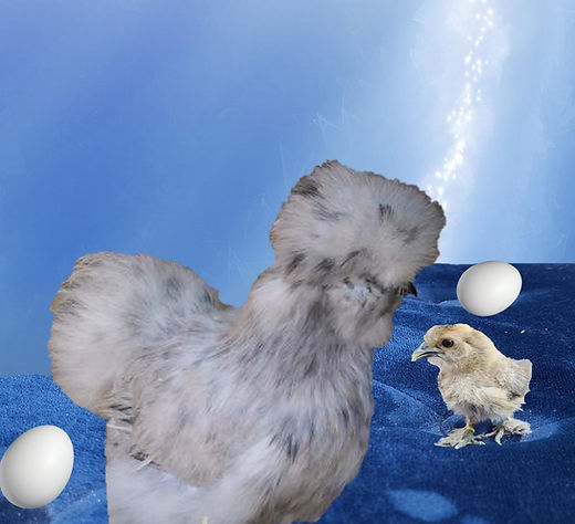 Splash Silkie Chicken Silkie Bantam Chicks – Purely Poultry