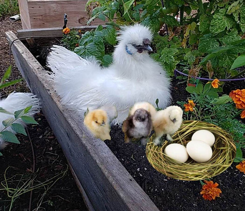 Female Silkie Chicks | Serenity Sprouts | Sexing a Silkie | DNA | Near ...