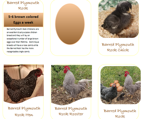 Chicken Card Games | Serenity Sprouts| Colorado | Near Denver