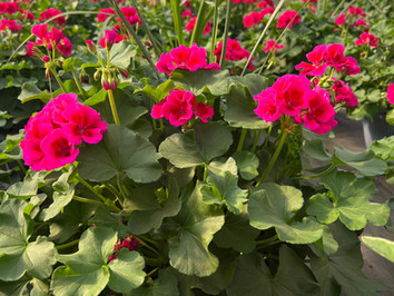 Products | Hidden Leaf