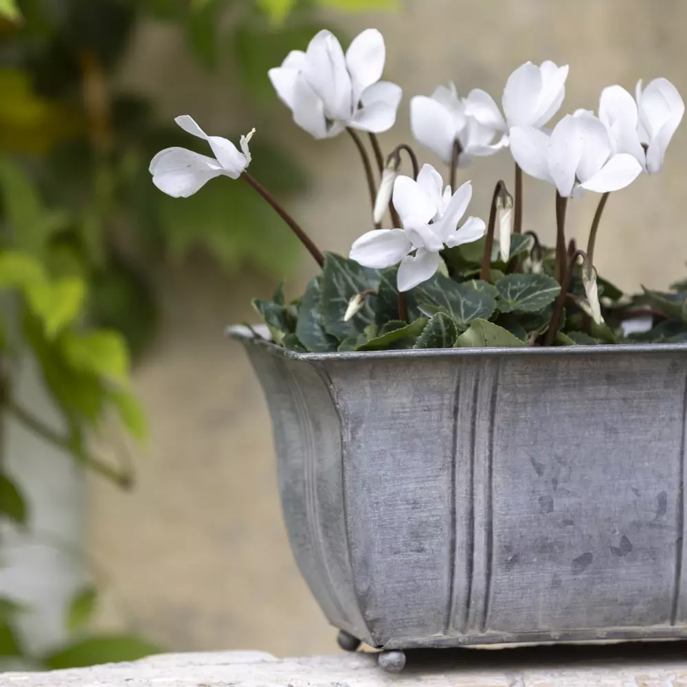 Zinc Ornate Outdoor Planters with Feet | The Wisteria Tree