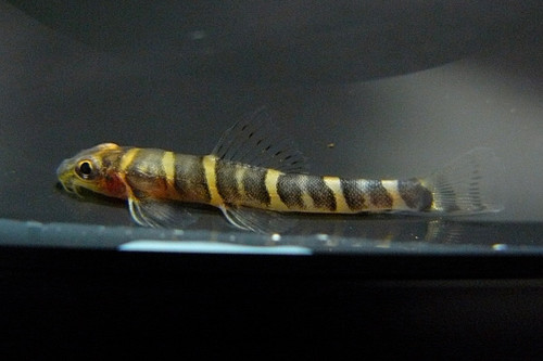 Barbucca Diabolica | deskalaar_1