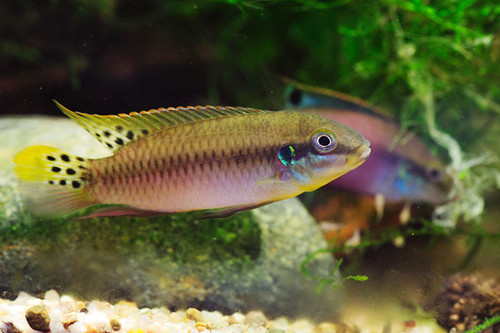 Enigmatochromis Lucanusi | deskalaar_1