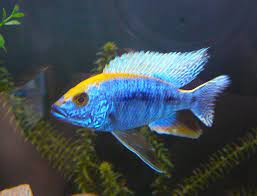 Protomelas Mara Rocks. | deskalaar_1