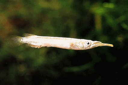 Dermogenys Pusilla Gold | deskalaar_1