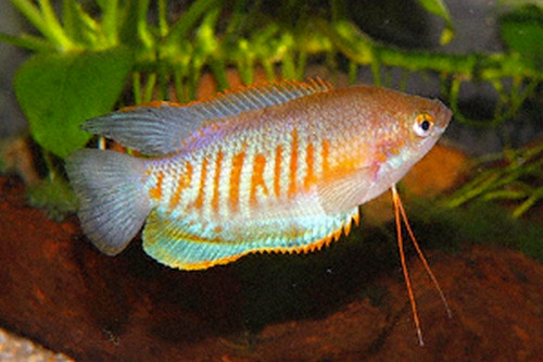 Colisa Labiosa | deskalaar_1