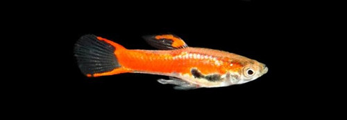 Lebistes Endler Scarlet red | deskalaar_1
