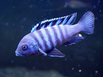 Microchromis Zebroides | deskalaar_1