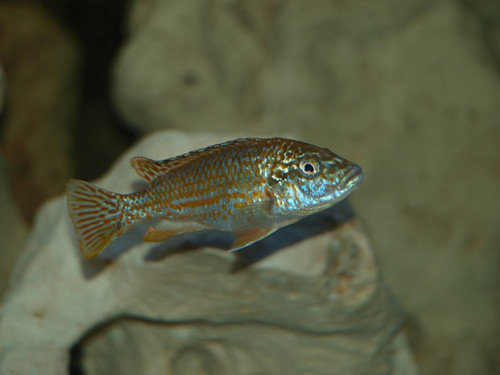 Labidochromis Textilis | deskalaar_1
