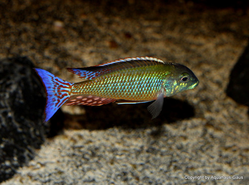 Lethrinops Golden Albus Kande Island F1 | deskalaar_1