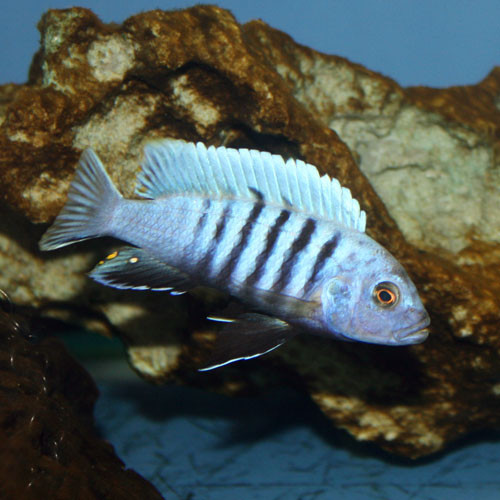 Cynotilapia Afra | deskalaar_1