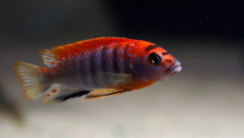 Labidochromis Hongi super red | deskalaar_1