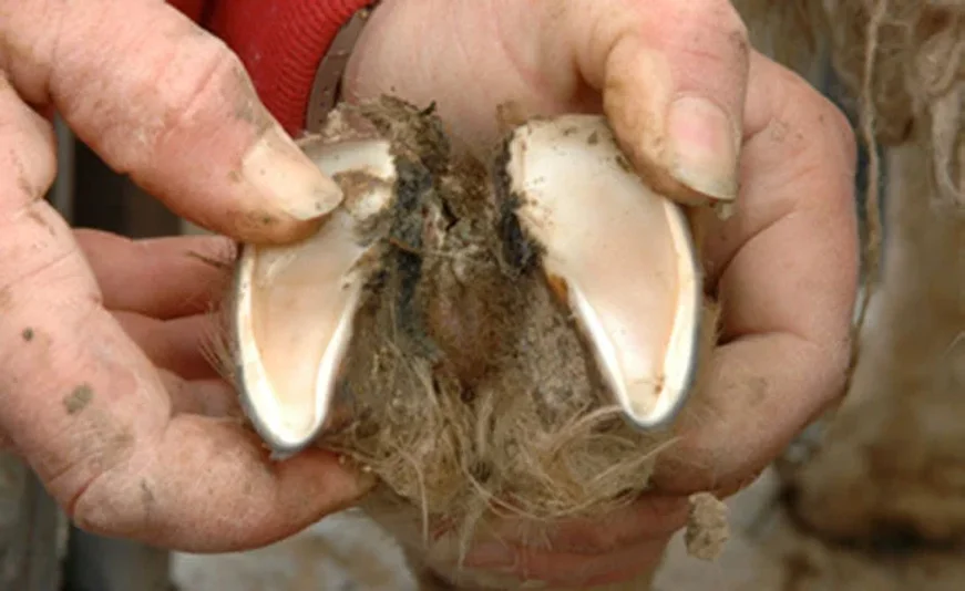 Foot Rot: A Common Conundrum in Goat and Sheep Management.