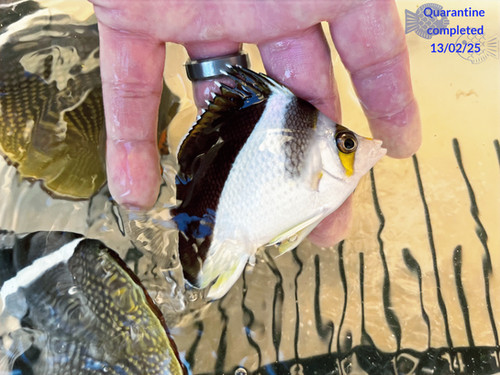 Burgess x Tinker Butterflyfish | Anything QT