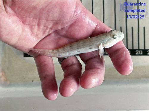 Long Finned Goby (Pair) | Anything QT