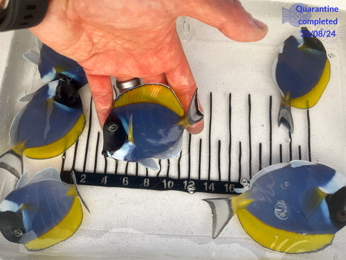 Powder Blue Tang | Anything QT