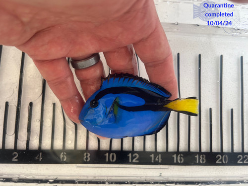 Regal / Pacific Blue Tang | Anything QT