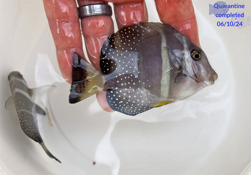 Mustard Tang | Anything QT