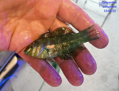 Gold Nugget Wrasse | Anything QT