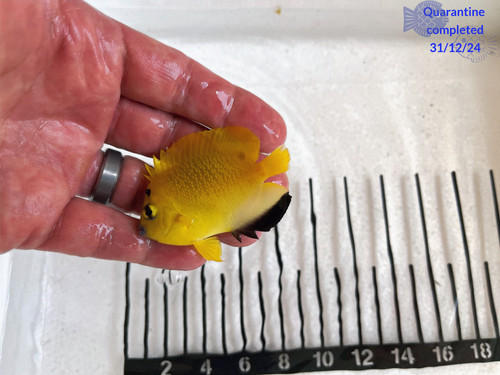 Flagfin Angelfish | Anything QT