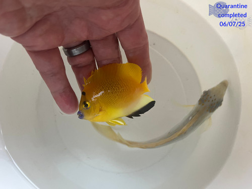 Flagfin Angelfish | Anything QT