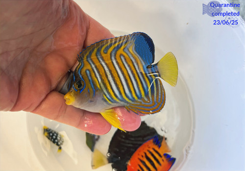 Regal Angelfish (EATING PELLETS) | Anything QT