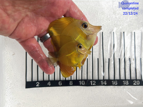 Yellow Scopas Tang | Anything QT