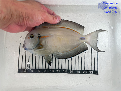 Lieutenant Tang x Orange Shoulder Tang | Anything QT